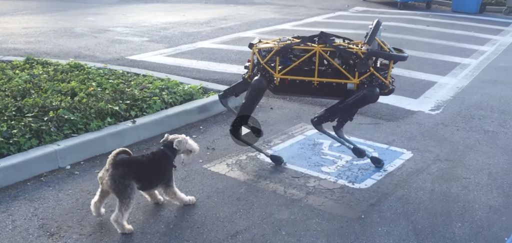 VIDEO: Robot versus caine